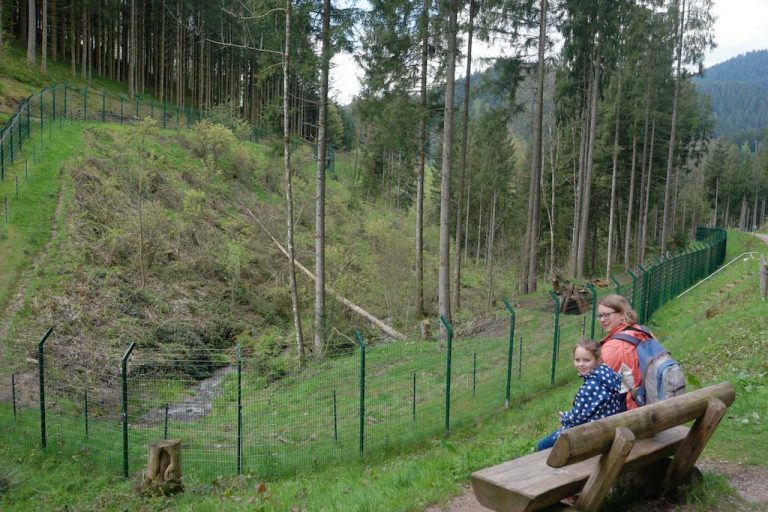 Wolven- en berenpark in het Zwarte Woud bij Bad Rippoldsau-Schapbach