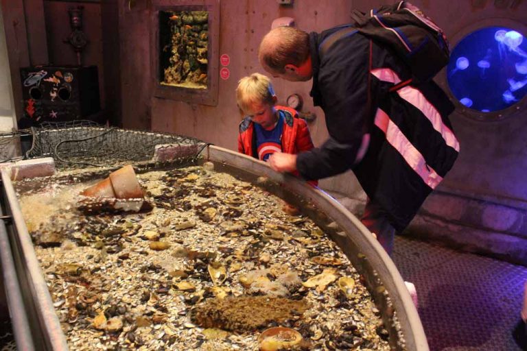 SEA LIFE Blankenberge, aquarium aan de Vlaamse kust