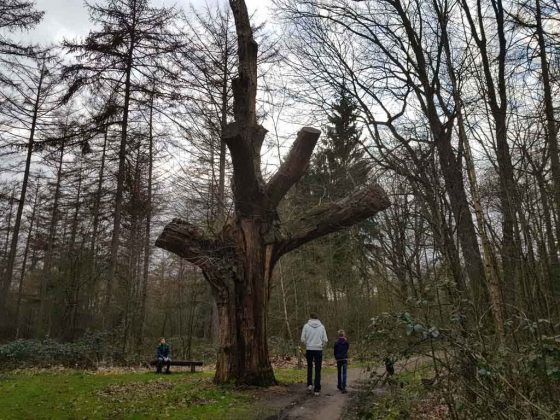 Wandelen in de Achterhoek bij Landgoed Dorth